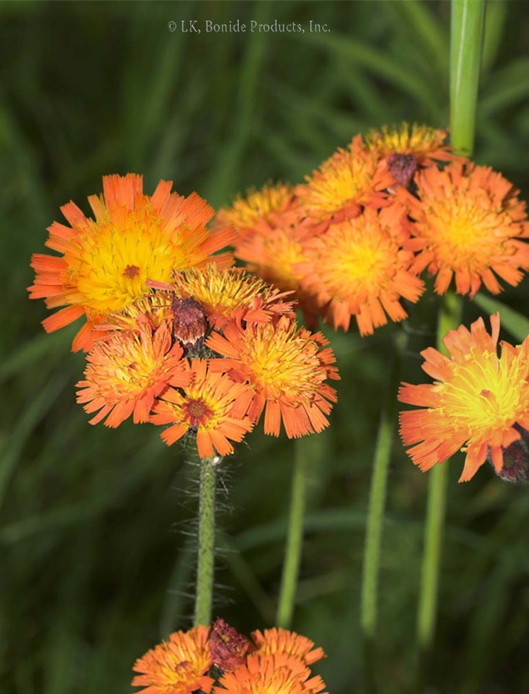 Hawkweed, Orange - Bonide