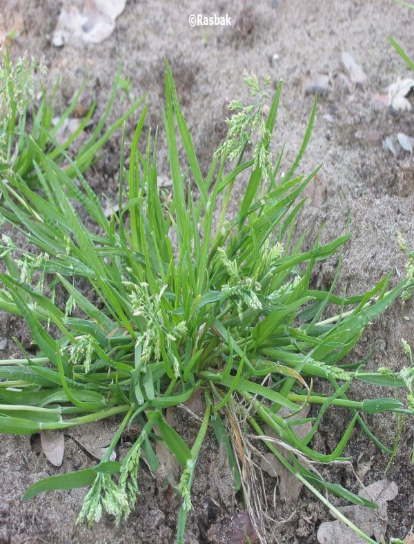Annual Bluegrass (Poa Anna) - Bonide