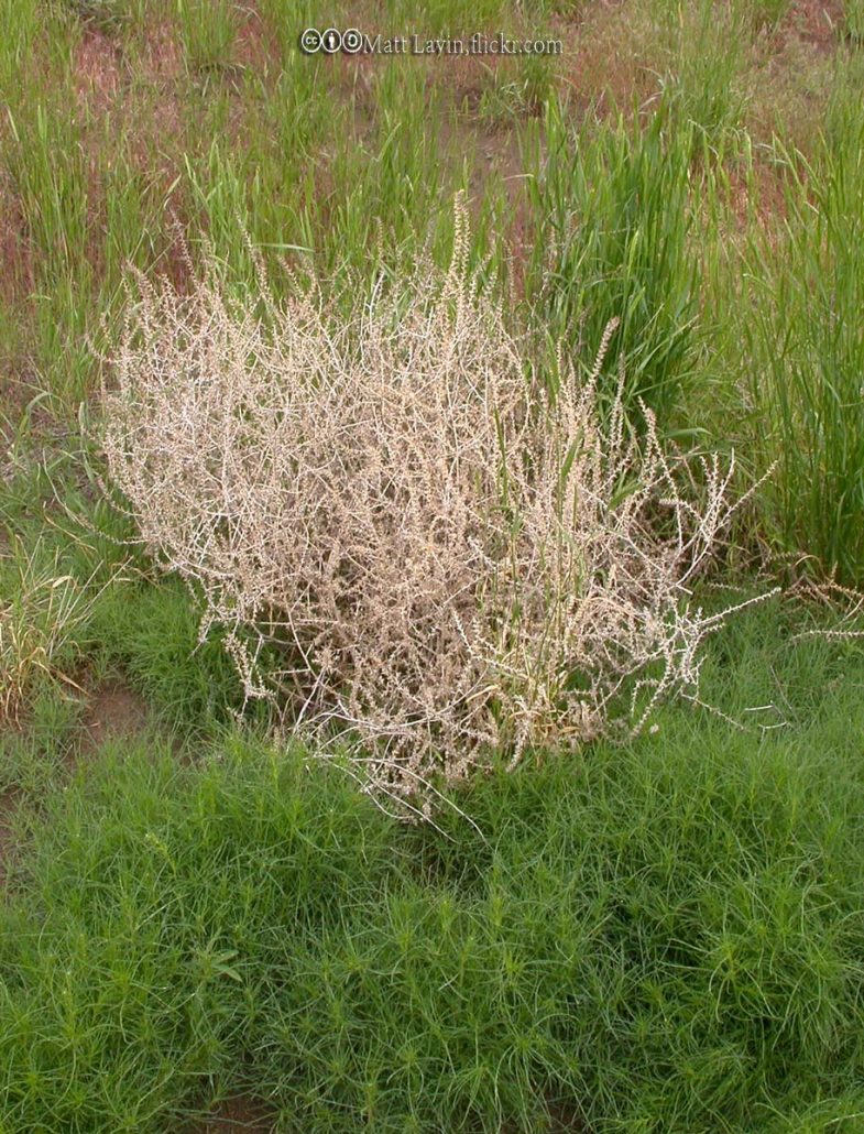 Thistle, Russian - Bonide