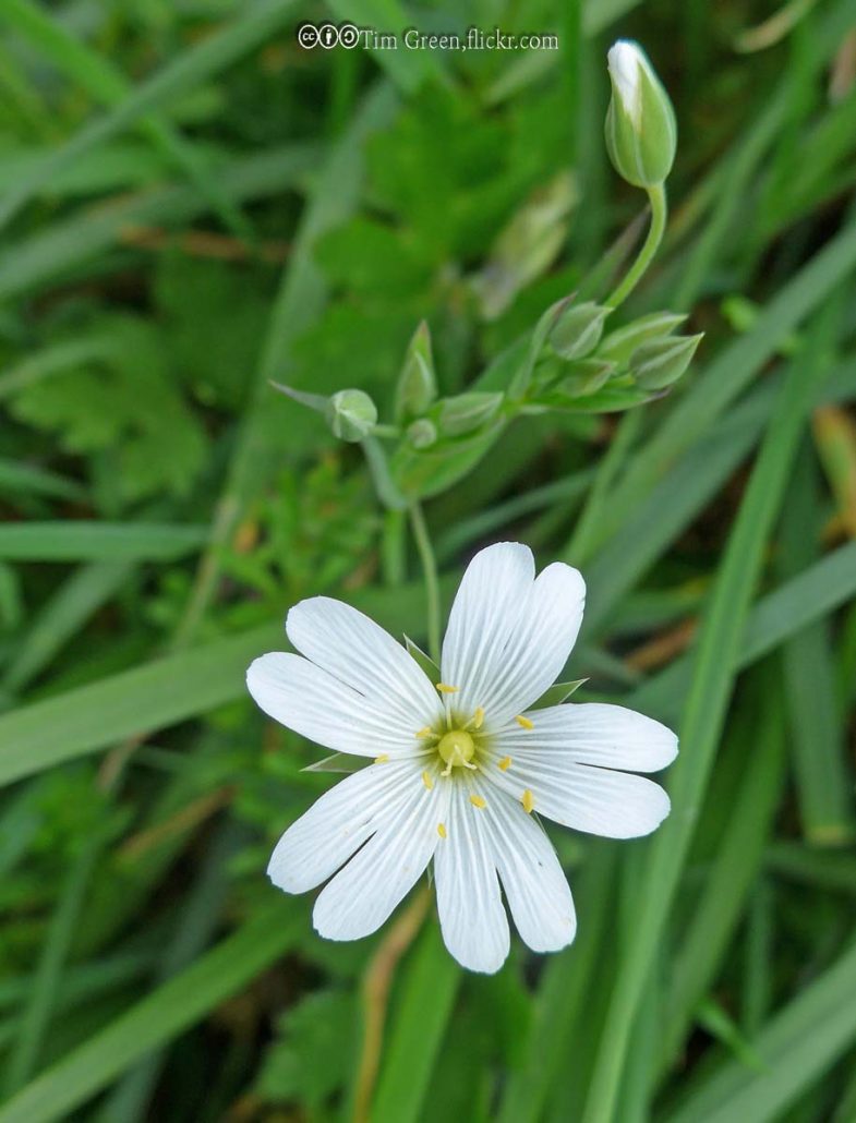 Stitchwort - Bonide