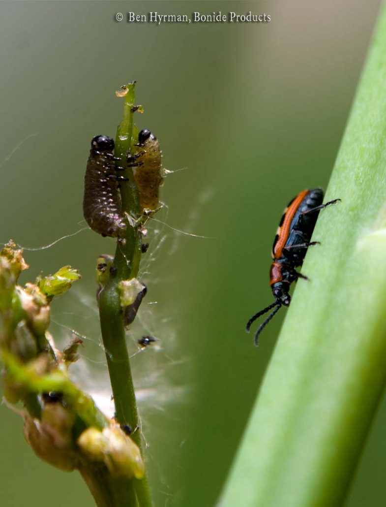 Asparagus Beetles - Bonide