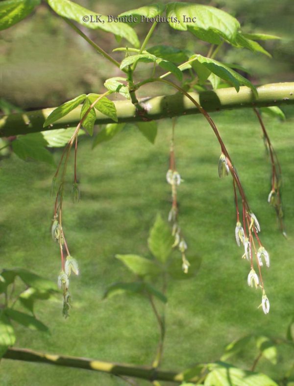 Box Elder - Bonide