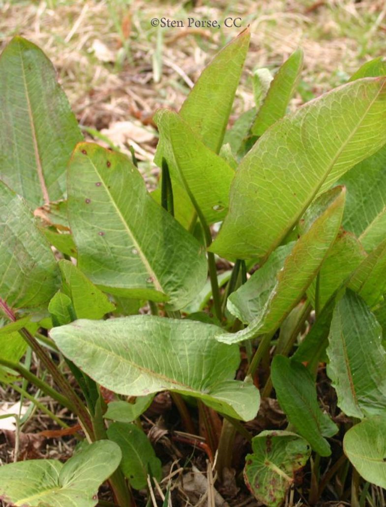 Broadleaf Dock - Bonide