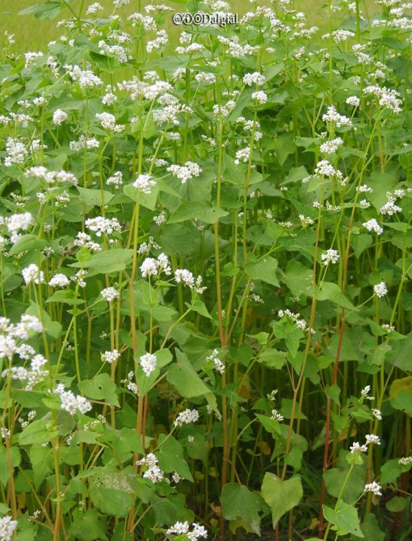 Buckwheat - Bonide