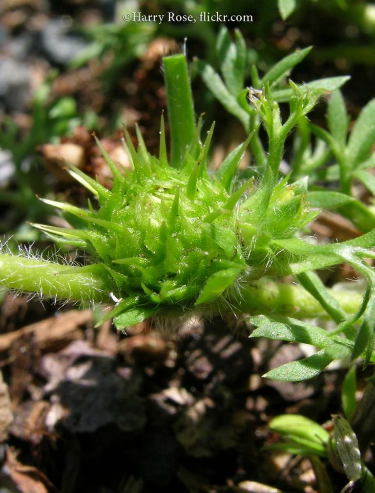 Burweed, Lawn - Bonide