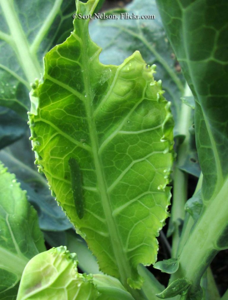 Cabbage Loopers - Bonide