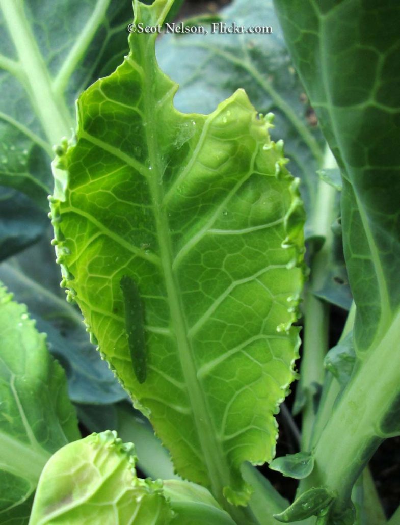 Insect Problem Solver - Bonide