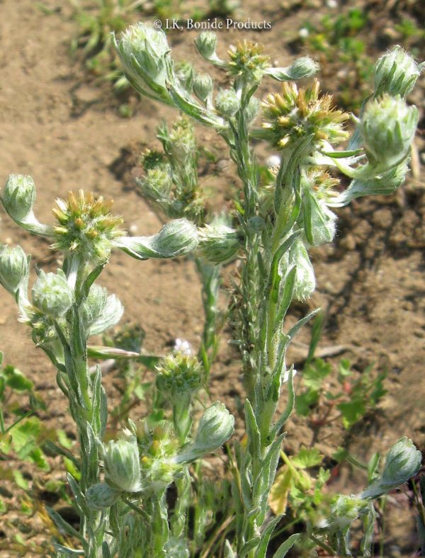 Cudweed - Bonide