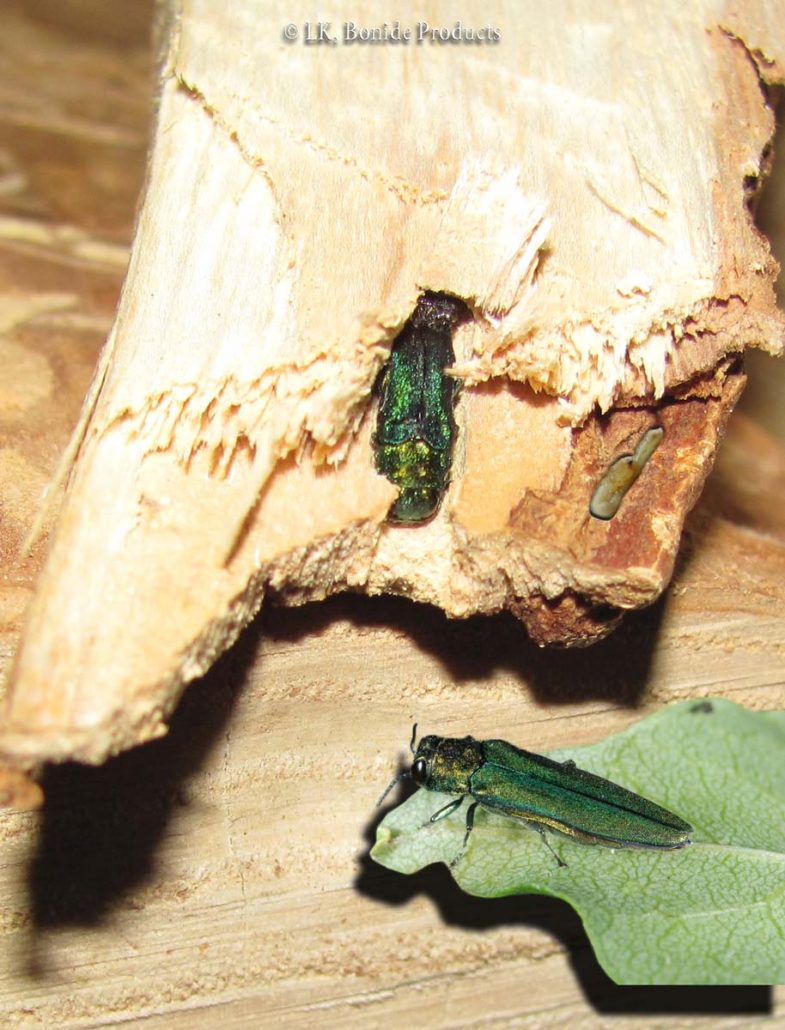 Emerald Ash Borer - Bonide