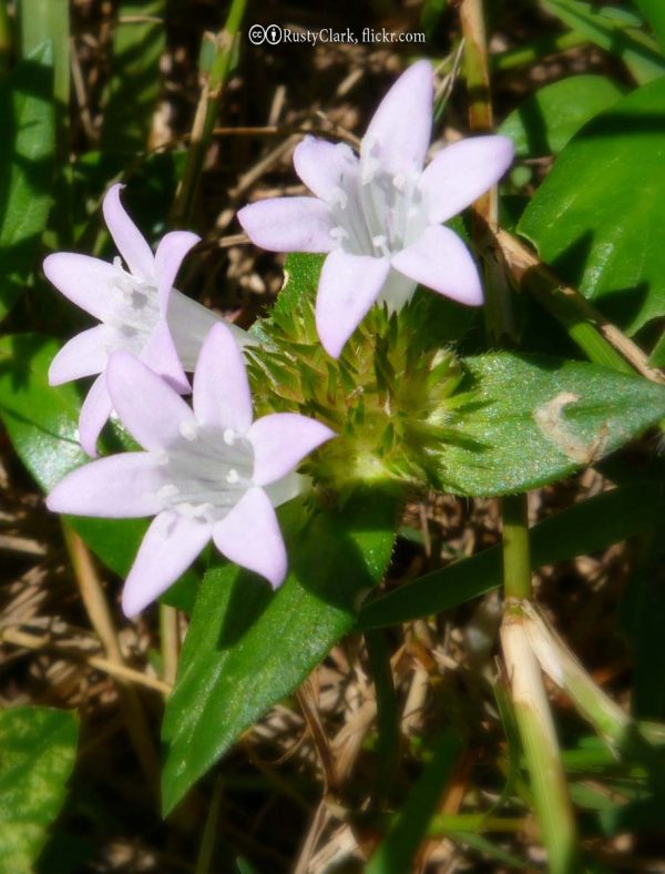 Florida Pusley - Bonide