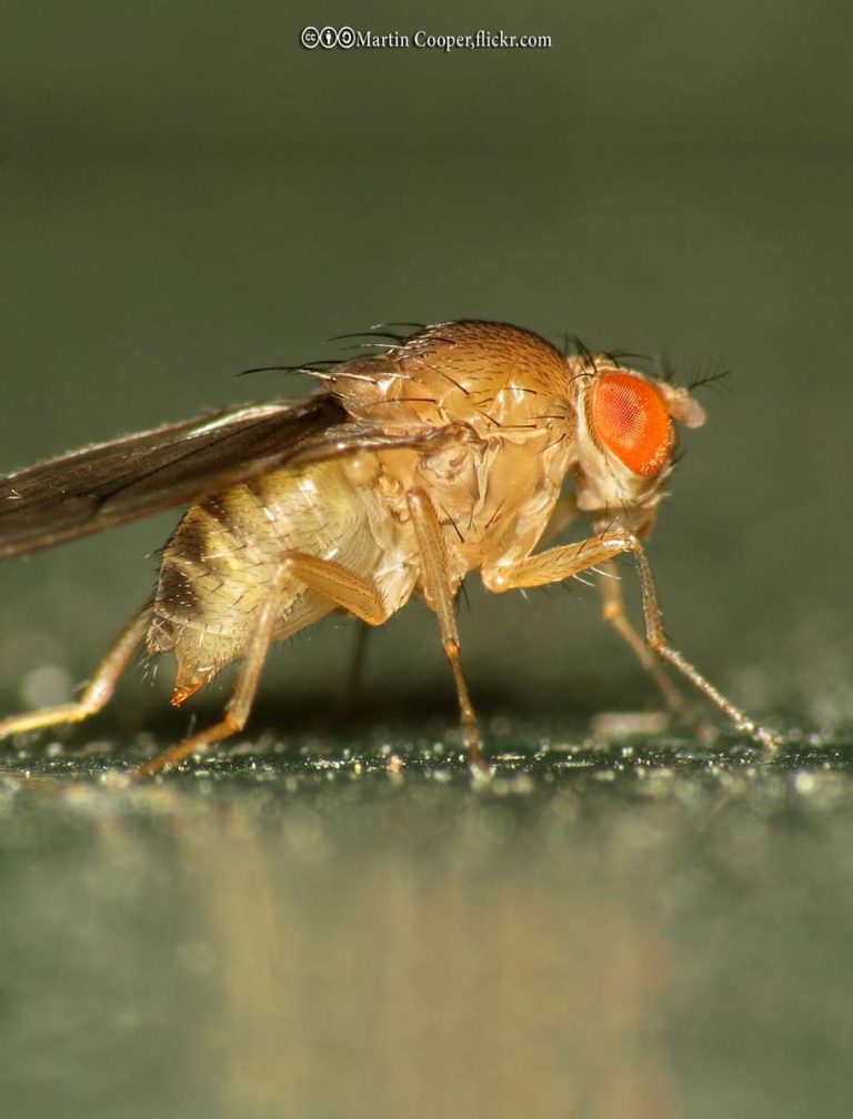 Fruit Flies - Bonide