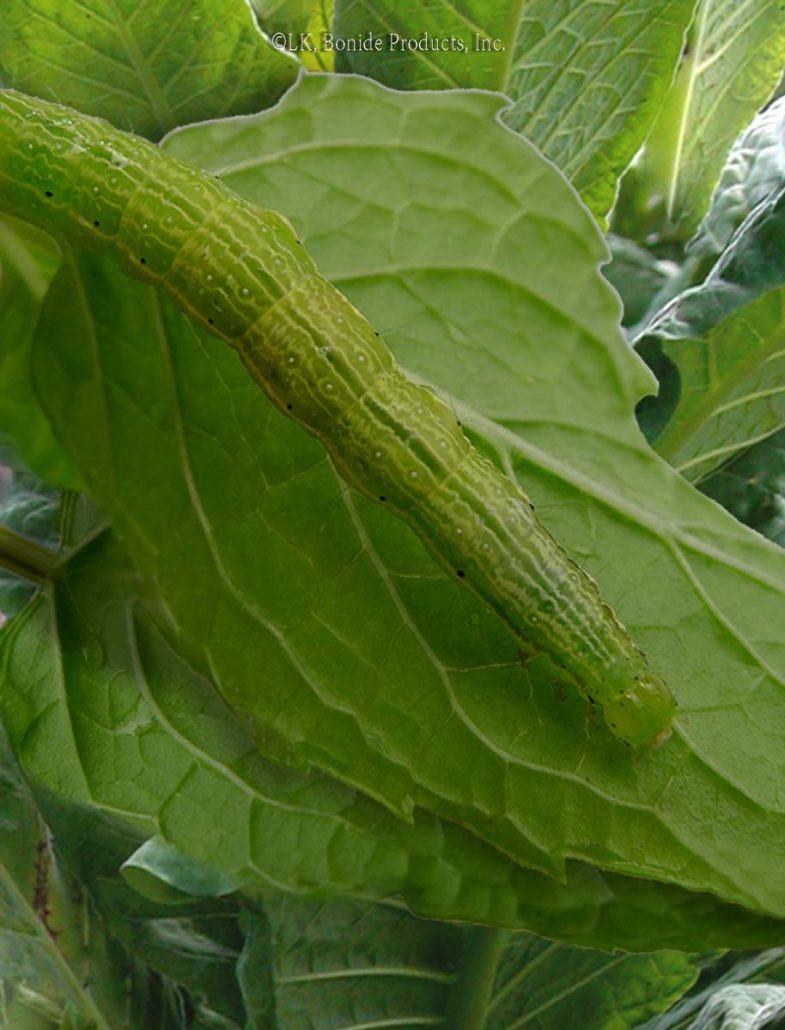 Geranium Budworms - Bonide