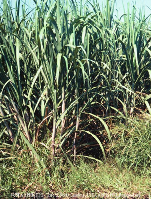 Itchgrass - Bonide