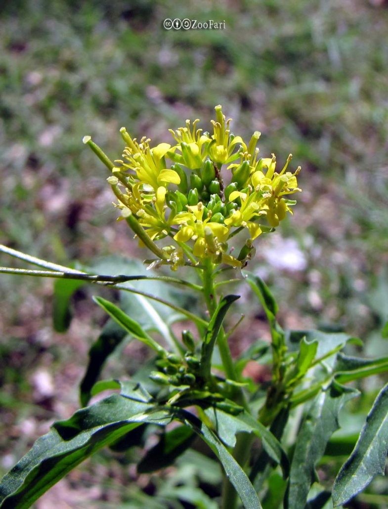 London Rocket - Bonide