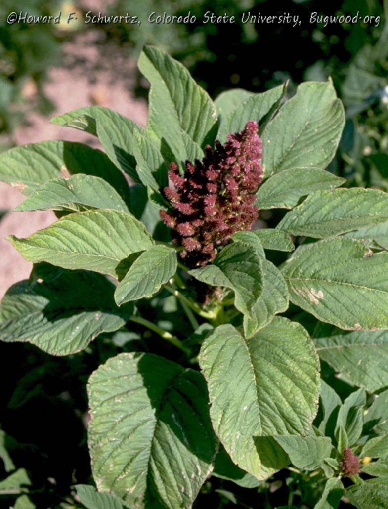 Pigweed - Bonide
