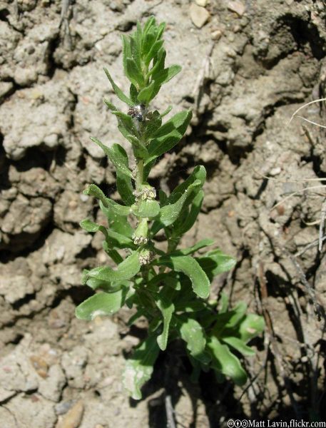 Povertyweed - Bonide