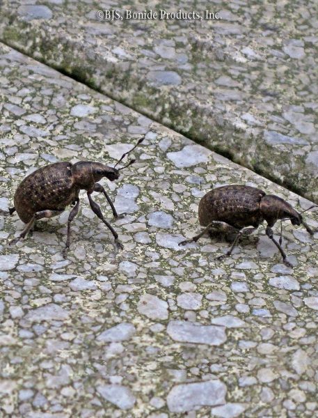 Root Weevils - Bonide