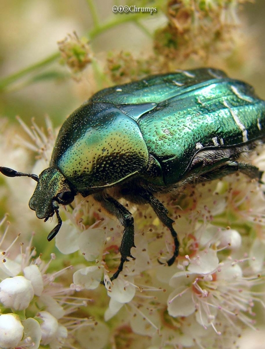 Rose Chafers - Bonide