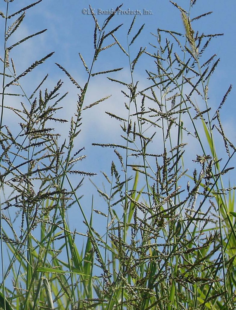 Signalgrass - Bonide