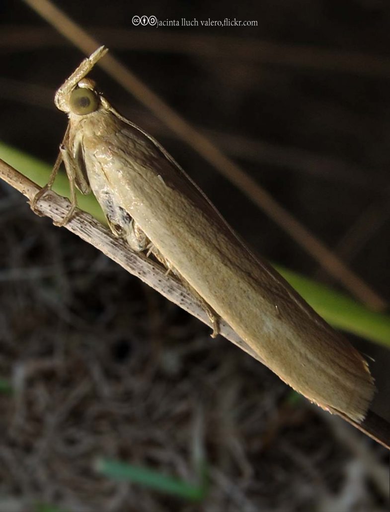 Sod Webworms - Bonide