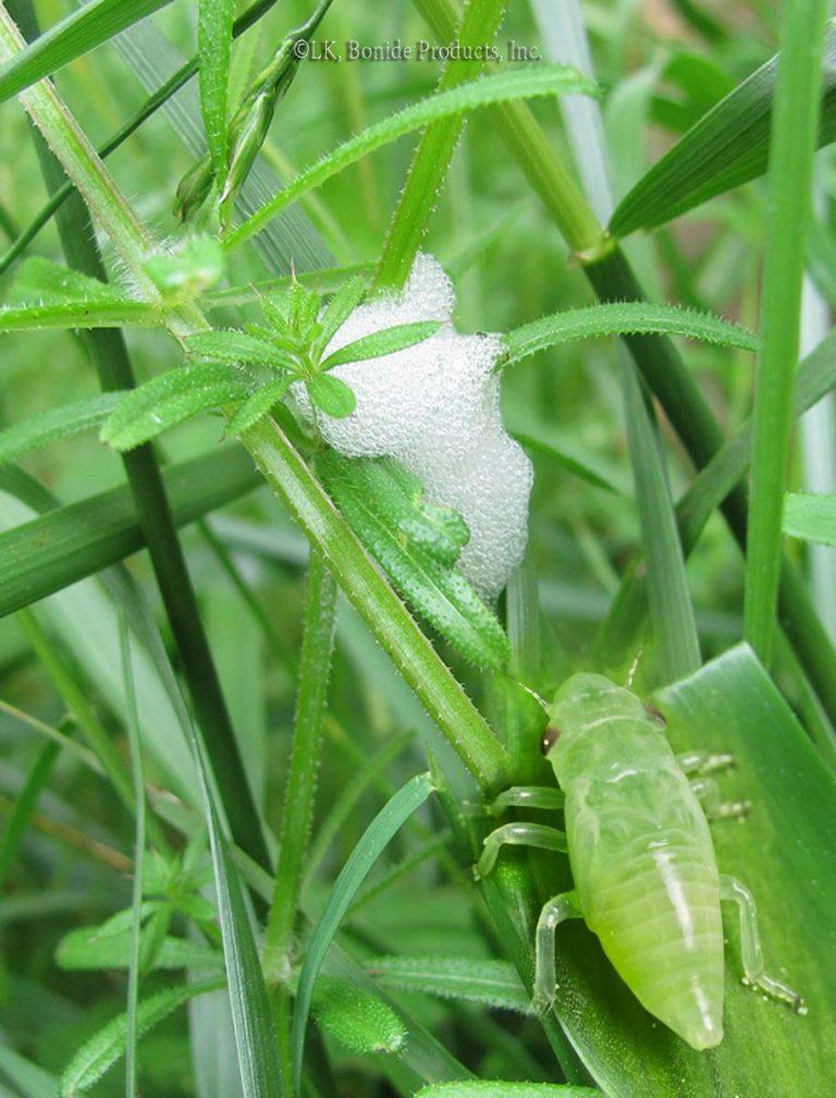 Spittlebugs - Bonide