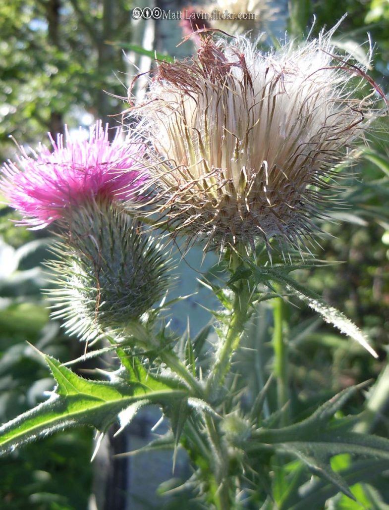 Thistle - Bonide