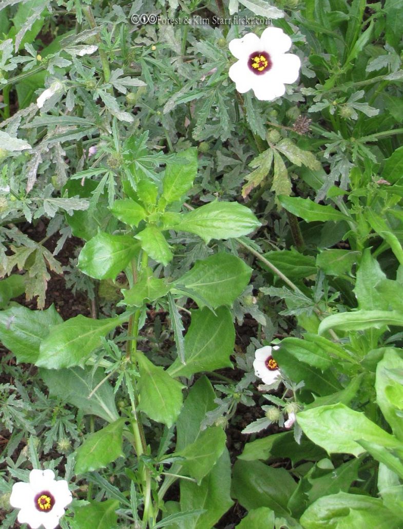 Mallow, Venice - Bonide