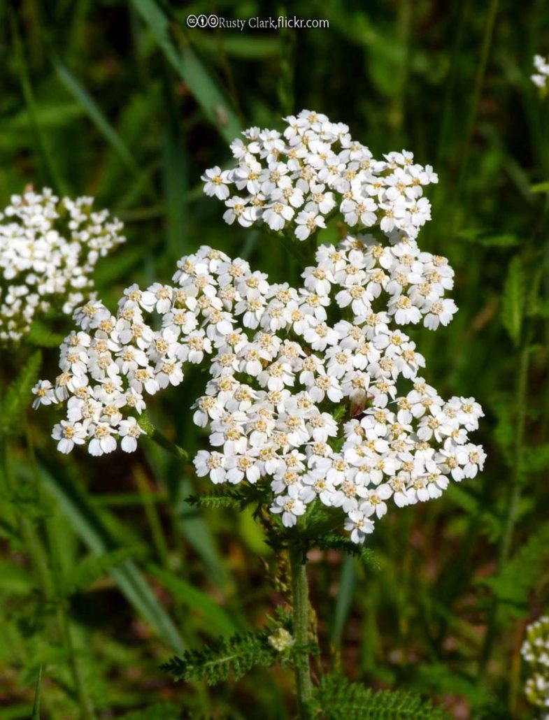 Yarrow - Bonide