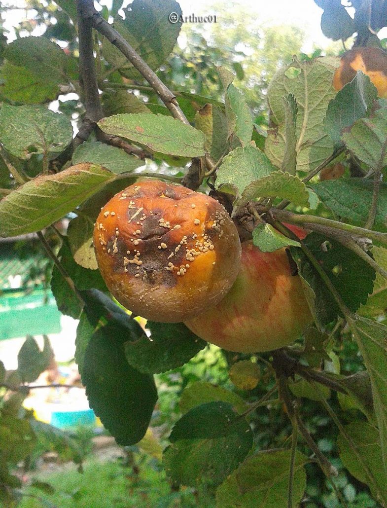Brown Rot of Stone Fruit - Bonide
