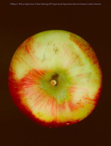 Disease Problem Solver - Bonide