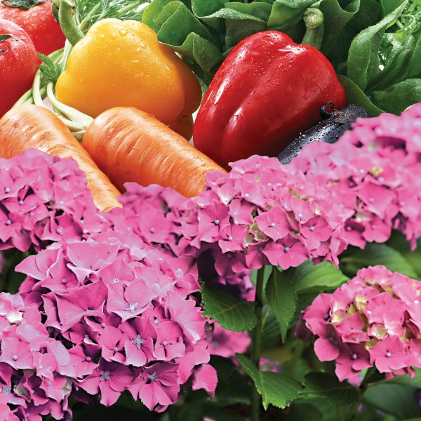 Expert Lawn Care Solutions for a Healthy, Vibrant Yard